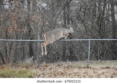 103 Deer bounces Images, Stock Photos & Vectors | Shutterstock