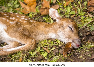 4,430 Deer sleeping Images, Stock Photos & Vectors | Shutterstock