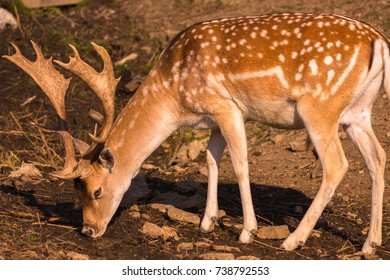 Group Deerfamili Cervidae Zoo Eating Sun Stock Photo 2204622289 ...