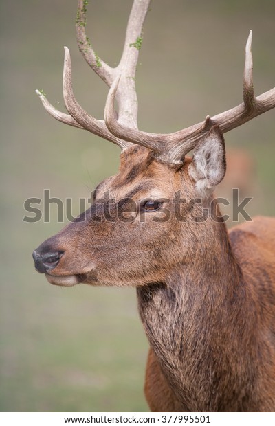 710 Deer Head Side View Stock Photos, Images & Photography | Shutterstock