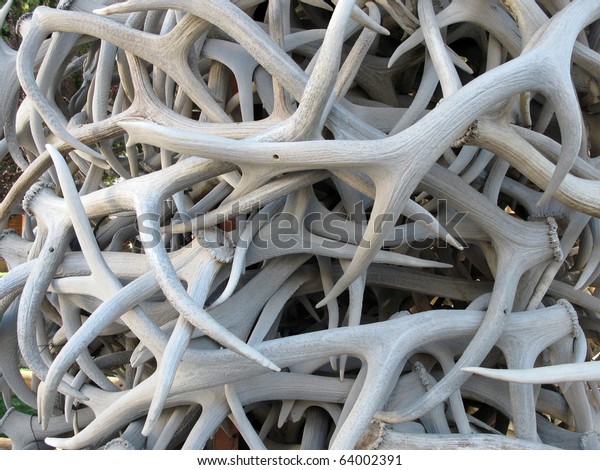 Deer Antler Texture Stock Photo (Edit Now) 64002391