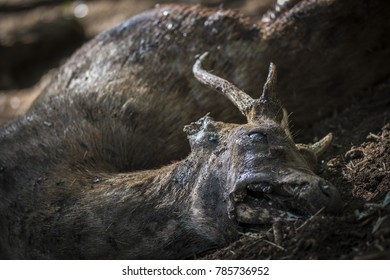 2,346 Dead rotten corpse Images, Stock Photos & Vectors | Shutterstock