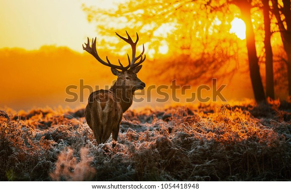 Deer Dawn Light Stock Photo (Edit Now) 1054418948