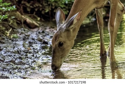 261 Deer drinking from stream Images, Stock Photos & Vectors | Shutterstock