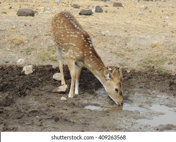 Fast Running European Wild Rabbit Oryctolagus Stock Photo (Edit Now ...