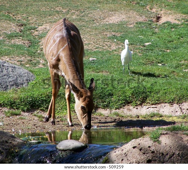 Deer Drinking Stream Stock Photo (Edit Now) 509259