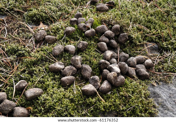 Deer Droppings Stock Photo (Edit Now) 61176352