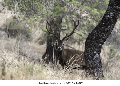 Deer Ecosystem Stock Photo 504191839 | Shutterstock