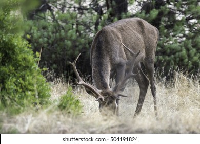 Deer Ecosystem Stock Photo 504191824 | Shutterstock