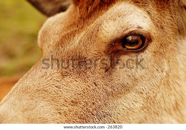 Deer Eye Stock Photo (Edit Now) 263820