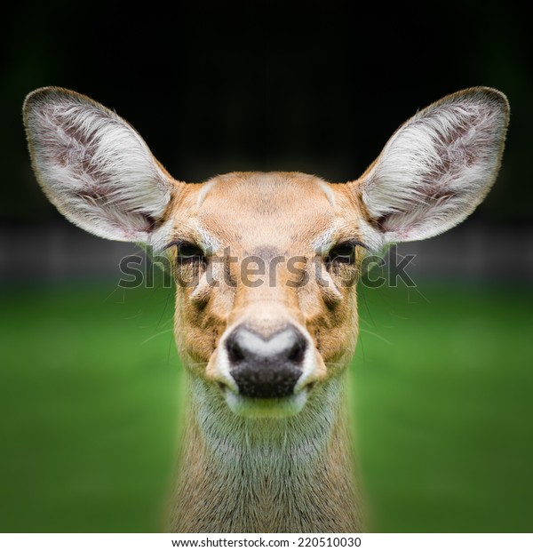Deer Face Close Stock Photo (Edit Now) 220510030