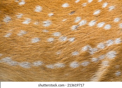 3,707 Deer fur texture Stock Photos, Images & Photography | Shutterstock