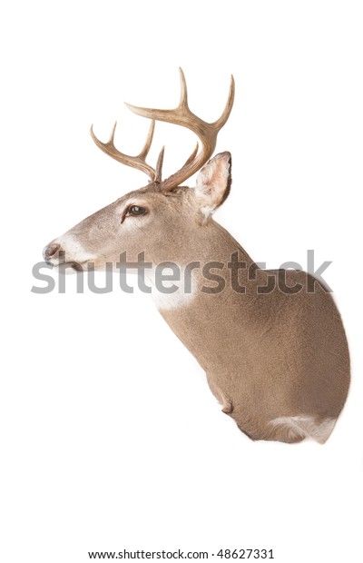 Deer Head Nose Pointing Left Stock Photo (Edit Now) 48627331