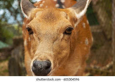 Deer Looking Into Camera Stock Photo 605304596 | Shutterstock
