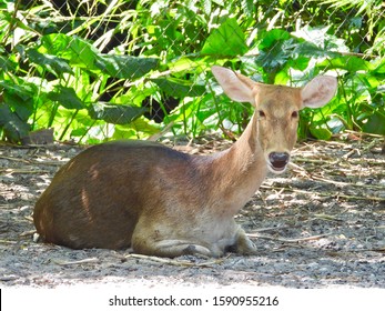 Deer Mouse Deer Closeup Stock Photo 1590955216 | Shutterstock