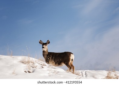 133 Prancing deer Stock Photos, Images & Photography | Shutterstock
