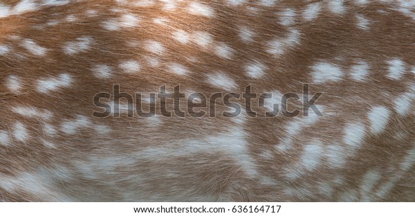 Deer Skin Pattern Background Texture Deer Stock Photo (Edit Now) 636164717
