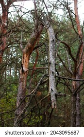 4,739 Broken Pine Branch Images, Stock Photos & Vectors | Shutterstock