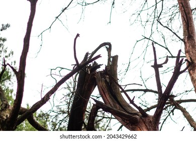 4,739 Broken Pine Branch Images, Stock Photos & Vectors | Shutterstock