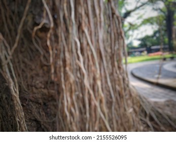 266 Dangling tree trunk Images, Stock Photos & Vectors | Shutterstock