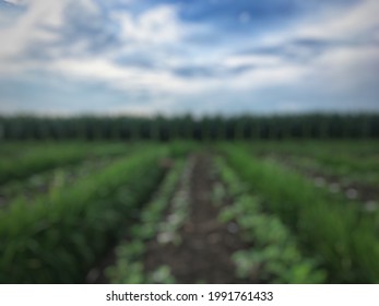 1,249 Rice Patch Images, Stock Photos & Vectors | Shutterstock