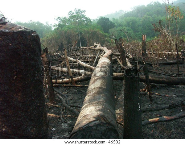Deforestation Cause Illegal Logging Illegal Burning Stock Photo (Edit ...