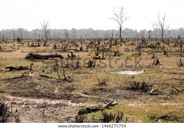 Deforestation Cutting Down Trees Human Uses Stock Photo (Edit Now ...