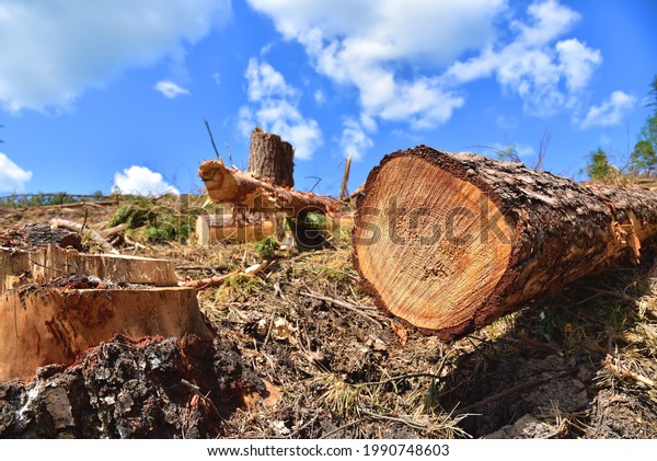 Deforestation Forest Illegal Logging Cutting Trees Stock Photo ...