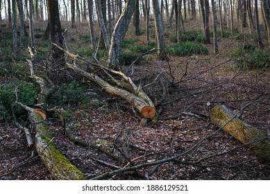 Deforestation Forest Trees Trees Cut Down Stock Photo 1886129521 ...