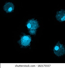 Dendritic Cells Under Fluorescent Microscope Foto stock 182175557 ...
