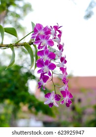 71 Dendron flowers Images, Stock Photos & Vectors | Shutterstock