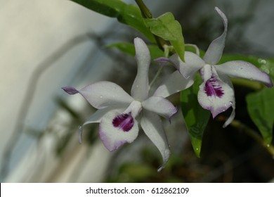 9 Dendrobium transparens Images, Stock Photos & Vectors | Shutterstock