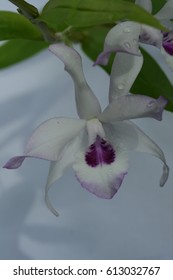 9 Dendrobium transparens Images, Stock Photos & Vectors | Shutterstock