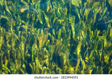 Dense Algae Under Water Surface On Stock Photo 1813994591 | Shutterstock