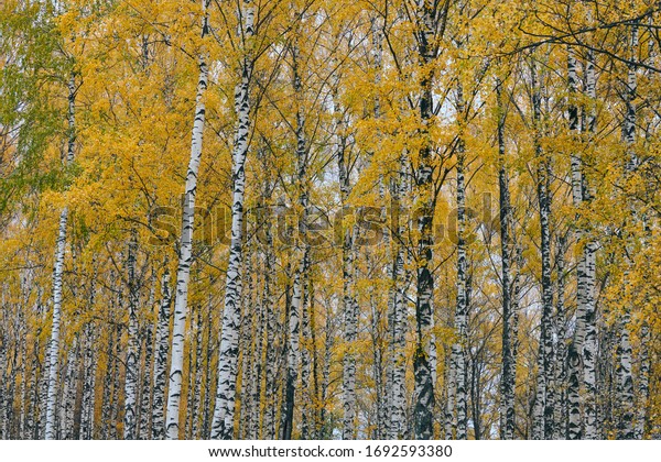 Dense Birch Forest Birch Tree Trunks Stock Photo 1692593380 | Shutterstock