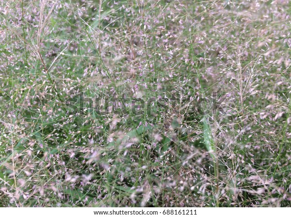 Dense Grasses Stock Photo 688161211 | Shutterstock