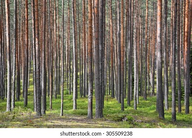 4,882 Densely forested area Images, Stock Photos & Vectors | Shutterstock