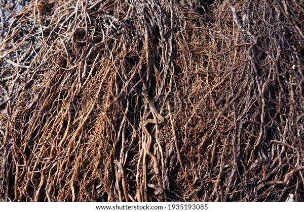 Dense Root System Plant Stock Photo 1935193085 | Shutterstock