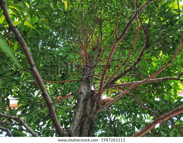 Dense Tree Has Many Branches Viewed Stock Photo 1987265111 | Shutterstock