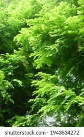 Dense Trees Branching Patterns Deep Mountain Stock Photo 1943534272 ...