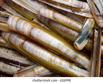 2,752 Razor shell Images, Stock Photos & Vectors | Shutterstock