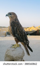 4,363 Desert hawk Images, Stock Photos & Vectors | Shutterstock