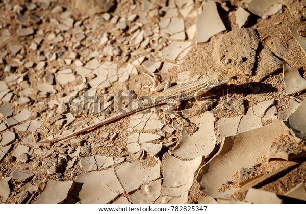 Desert Lizard Camouflage Stock Photo (Edit Now) 782825347