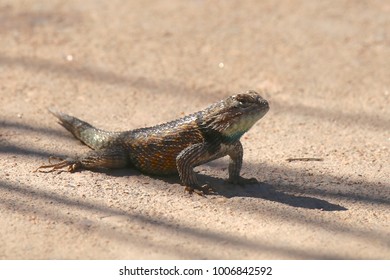 Desert Spiny Lizard Missing Tail Stock Photo 1006842592 | Shutterstock