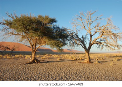 Myrrh Tree Commiphora Myrrha Tree Burseraceae Stock Photo 50234665 ...