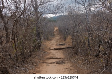 Desolate Brown Dirt Path Lined By Stock Photo 1236820744 | Shutterstock