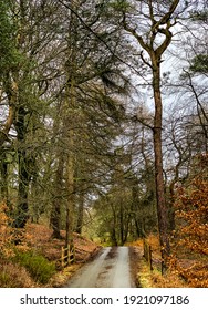 24,190 Desolate Forest Images, Stock Photos & Vectors | Shutterstock