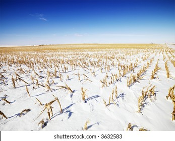 1,998 Dead corn field Images, Stock Photos & Vectors | Shutterstock