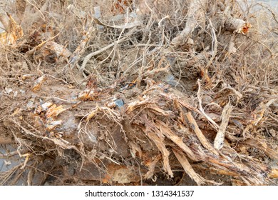 Destroyed Tree Roots Stock Photo 1314341537 | Shutterstock