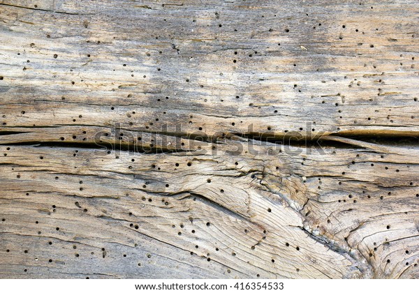 Detail Insect Attack On Construction Wood Stock Photo (Edit Now) 416354533